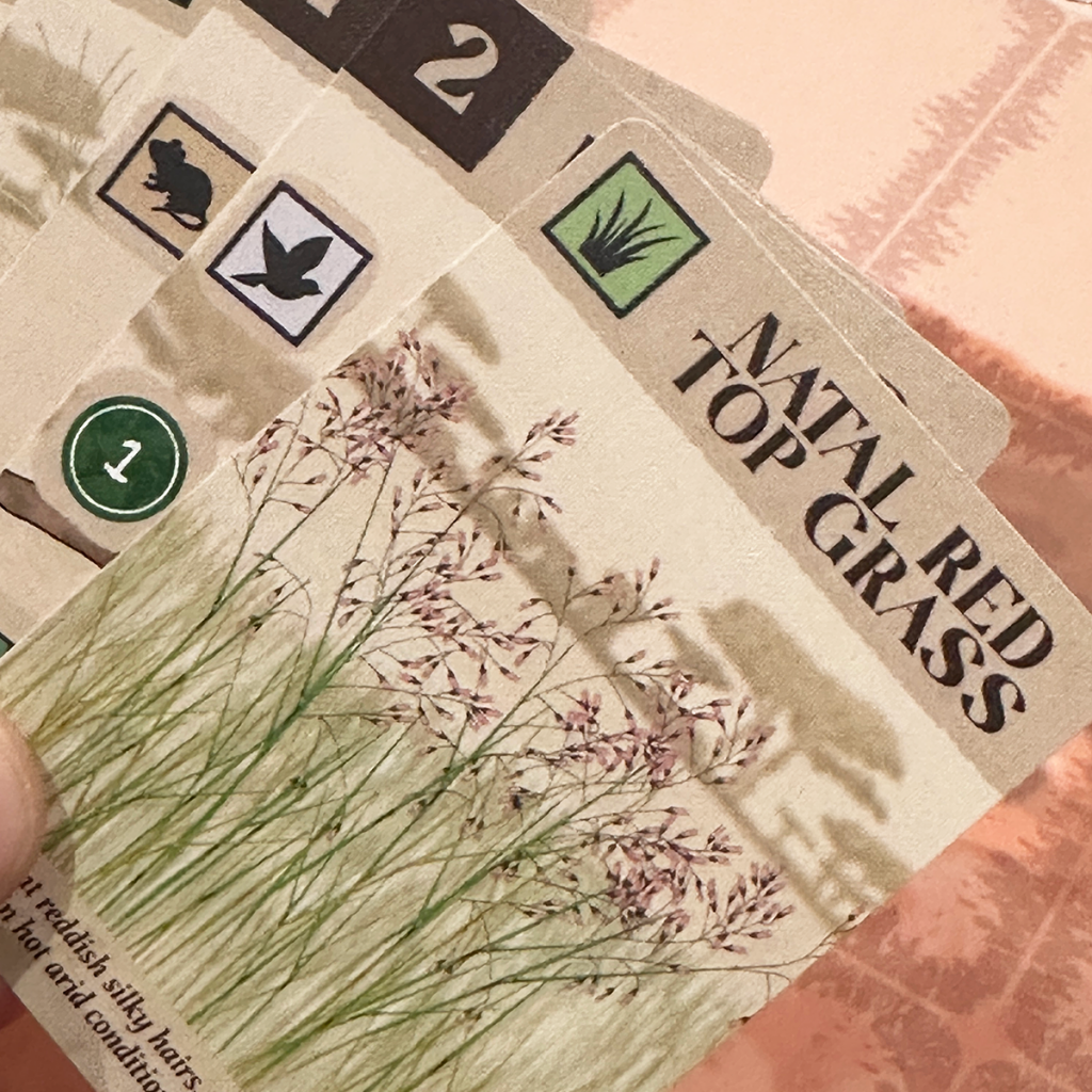 Kavango Preview - Board Game Review